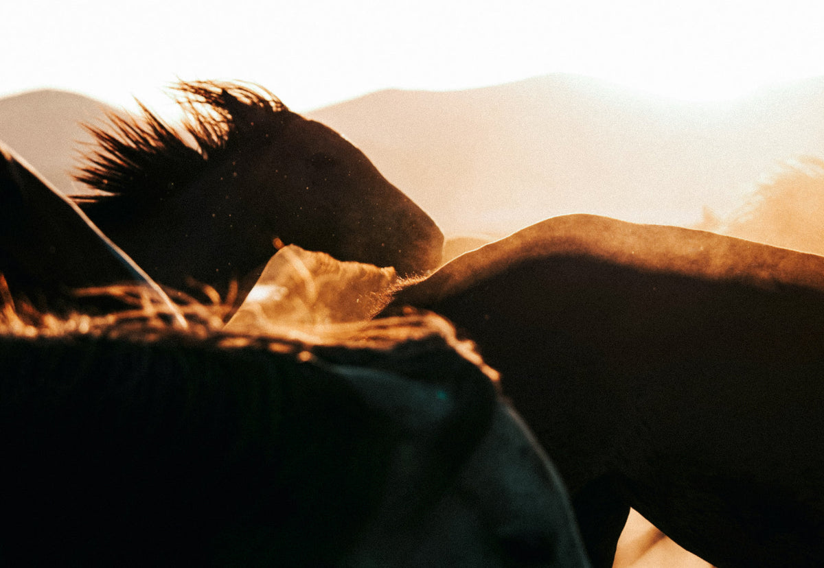 Breakthru Beverage: Expanding Our Tequila's Reach – Wild Common